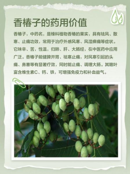 香椿子泡水可以降血糖吗_香椿子降血糖是真的吗-第1张图片-山城妙识 香椿子泡水可以降血糖吗_香椿子降血糖是真的吗-第1张图片-山城妙识