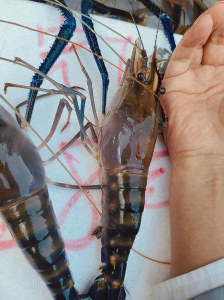 虾是用清水泡还是盐水_虾泡多久才干净-第2张图片-山城妙识 虾是用清水泡还是盐水_虾泡多久才干净-第2张图片-山城妙识