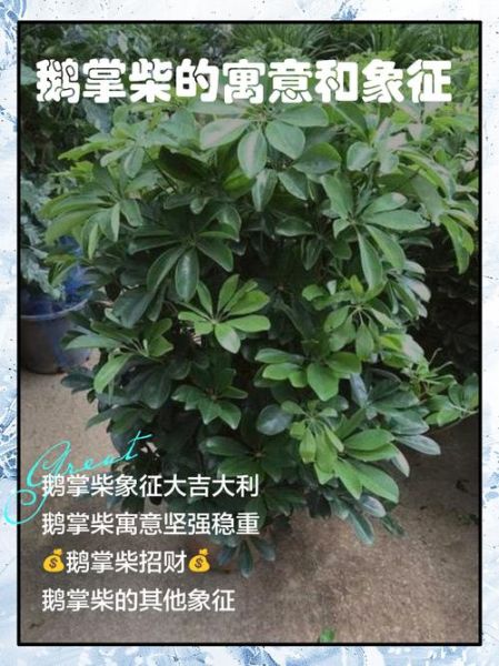 鹅掌柴的风水作用_鹅掌柴摆放禁忌-第1张图片-山城妙识 鹅掌柴的风水作用_鹅掌柴摆放禁忌-第1张图片-山城妙识