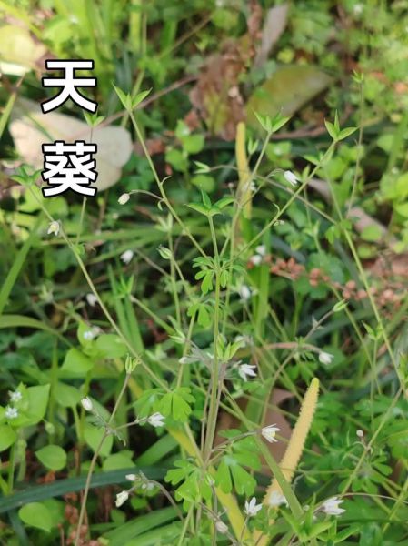 真正天葵长什么样_真正天葵图片怎么识别-第1张图片-山城妙识