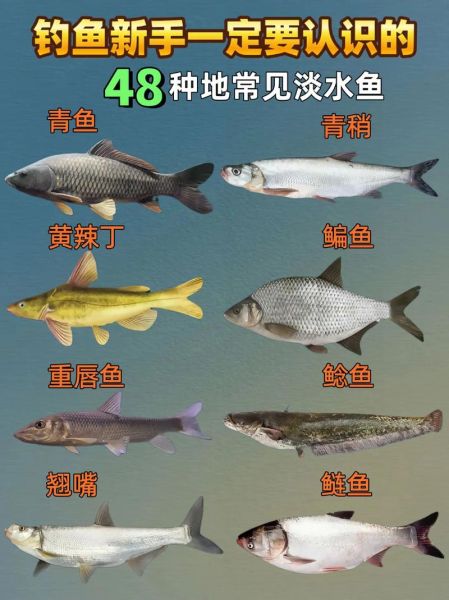 淡水鱼有哪些种类_常见淡水鱼品种大全-第1张图片-山城妙识