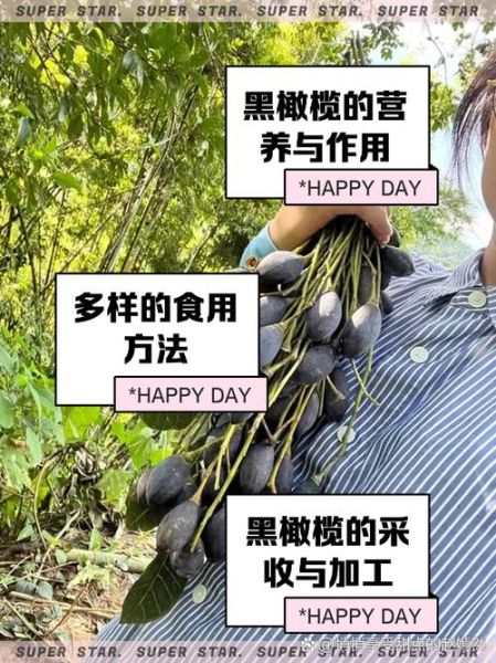 黑橄榄的功效与作用_黑橄榄怎么吃最健康-第1张图片-山城妙识 黑橄榄的功效与作用_黑橄榄怎么吃最健康-第1张图片-山城妙识