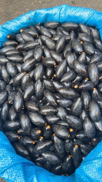 黑橄榄的功效与作用_黑橄榄怎么吃最健康-第3张图片-山城妙识 黑橄榄的功效与作用_黑橄榄怎么吃最健康-第3张图片-山城妙识