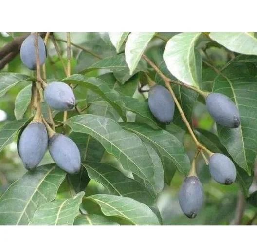 黑橄榄的功效与作用_黑橄榄怎么吃最健康-第2张图片-山城妙识 黑橄榄的功效与作用_黑橄榄怎么吃最健康-第2张图片-山城妙识