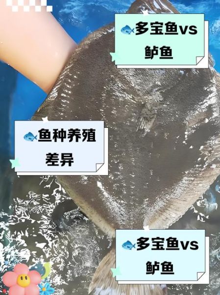 鲈鱼和多宝鱼哪个营养价值高_孕妇吃哪种更好-第2张图片-山城妙识 鲈鱼和多宝鱼哪个营养价值高_孕妇吃哪种更好-第2张图片-山城妙识