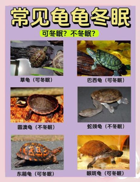 巴西龟冬眠怎么养_巴西龟冬眠注意事项-第2张图片-山城妙识 巴西龟冬眠怎么养_巴西龟冬眠注意事项-第2张图片-山城妙识