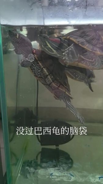 巴西龟冬眠怎么养_巴西龟冬眠注意事项-第1张图片-山城妙识 巴西龟冬眠怎么养_巴西龟冬眠注意事项-第1张图片-山城妙识