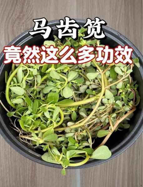 马齿苋加蜂蜜治白发真的有用吗_马齿苋蜂蜜白发偏方多久见效-第2张图片-山城妙识