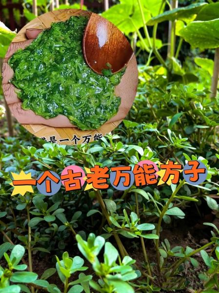 马齿苋加蜂蜜治白发真的有用吗_马齿苋蜂蜜白发偏方多久见效-第3张图片-山城妙识