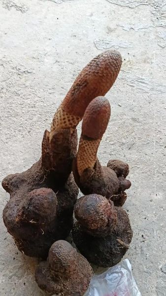 锁阳多少钱一斤_锁阳价格行情-第1张图片-山城妙识 锁阳多少钱一斤_锁阳价格行情-第1张图片-山城妙识