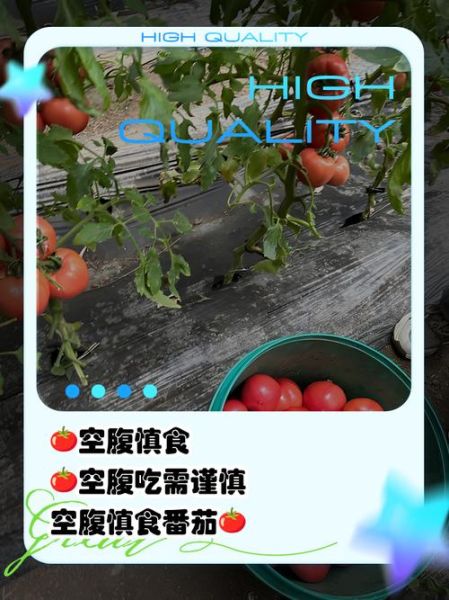 西红柿什么时候吃最好_空腹能吃吗-第2张图片-山城妙识 西红柿什么时候吃最好_空腹能吃吗-第2张图片-山城妙识