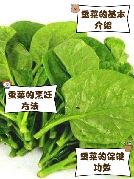 蚕菜是什么菜_蚕菜怎么吃最好吃-第2张图片-山城妙识 蚕菜是什么菜_蚕菜怎么吃最好吃-第2张图片-山城妙识