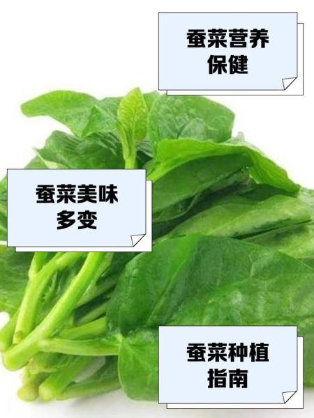蚕菜是什么菜_蚕菜怎么吃最好吃-第3张图片-山城妙识 蚕菜是什么菜_蚕菜怎么吃最好吃-第3张图片-山城妙识