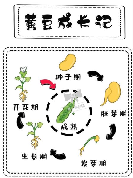 黄豆发芽要几天_黄豆发芽5天过程记录-第2张图片-山城妙识