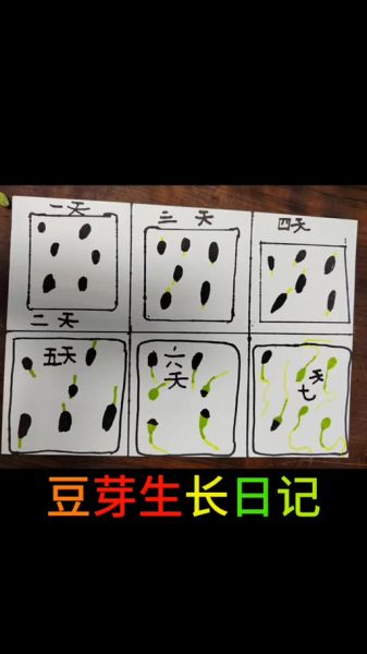 黄豆发芽要几天_黄豆发芽5天过程记录-第3张图片-山城妙识