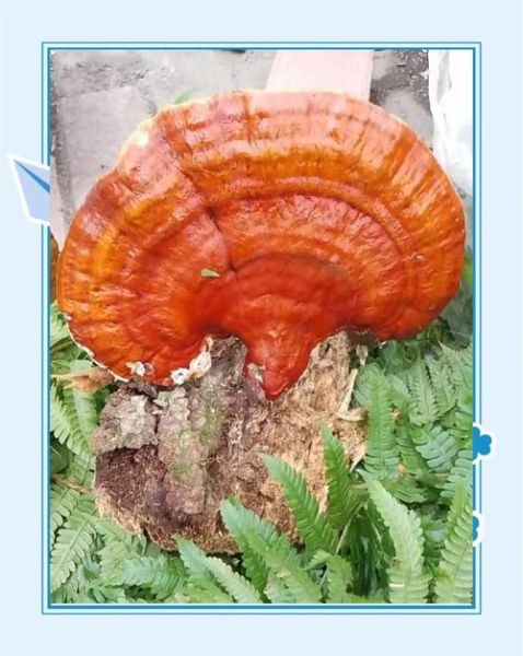 野生灵芝怎么吃_野生灵芝的正确食用方法-第3张图片-山城妙识 野生灵芝怎么吃_野生灵芝的正确食用方法-第3张图片-山城妙识