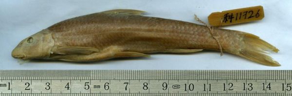 鲦鱼怎么养_鲦鱼吃什么长得快-第3张图片-山城妙识 鲦鱼怎么养_鲦鱼吃什么长得快-第3张图片-山城妙识