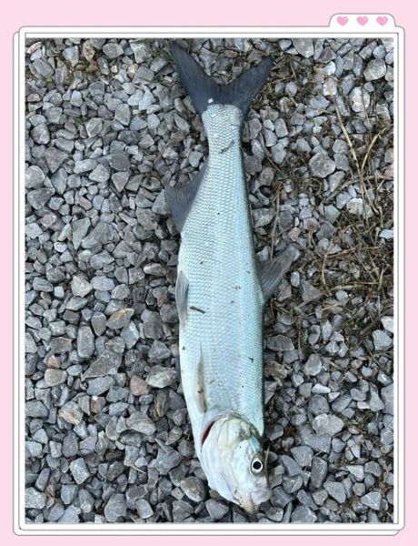 鲦鱼怎么养_鲦鱼吃什么长得快-第1张图片-山城妙识 鲦鱼怎么养_鲦鱼吃什么长得快-第1张图片-山城妙识