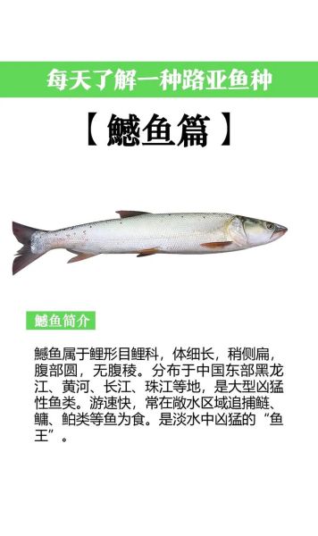 鳡鱼怎么读_鳡鱼是什么鱼-第2张图片-山城妙识 鳡鱼怎么读_鳡鱼是什么鱼-第2张图片-山城妙识