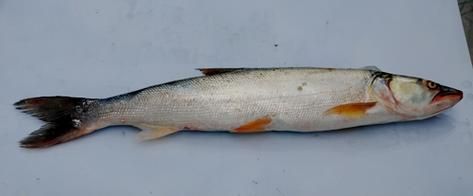 鳡鱼怎么读_鳡鱼是什么鱼-第1张图片-山城妙识 鳡鱼怎么读_鳡鱼是什么鱼-第1张图片-山城妙识