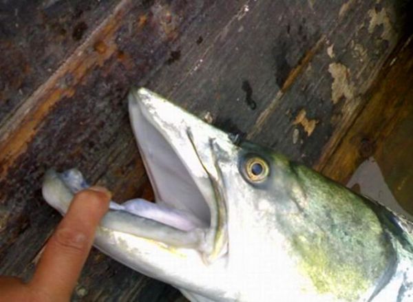 鳡鱼怎么读_鳡鱼是什么鱼-第3张图片-山城妙识 鳡鱼怎么读_鳡鱼是什么鱼-第3张图片-山城妙识