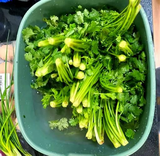 香菜馅饺子怎么调馅好吃_香菜饺子馅要不要焯水-第1张图片-山城妙识 香菜馅饺子怎么调馅好吃_香菜饺子馅要不要焯水-第1张图片-山城妙识