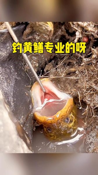 钓黄鳝用什么饵料_晚上几点最容易钓到-第3张图片-山城妙识 钓黄鳝用什么饵料_晚上几点最容易钓到-第3张图片-山城妙识