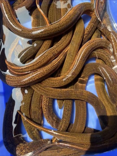 钓黄鳝用什么饵料_晚上几点最容易钓到-第2张图片-山城妙识 钓黄鳝用什么饵料_晚上几点最容易钓到-第2张图片-山城妙识