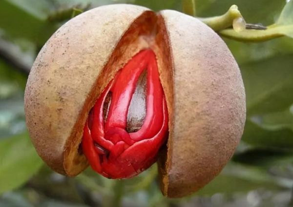 豆蔻之年是多少岁_豆蔻年华具体指几岁-第3张图片-山城妙识 豆蔻之年是多少岁_豆蔻年华具体指几岁-第3张图片-山城妙识