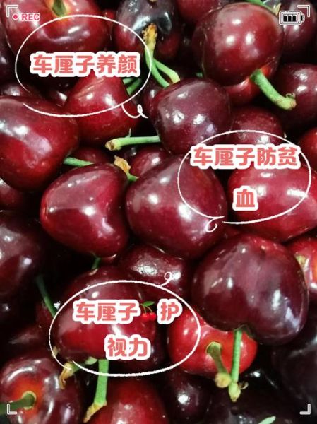 车厘子吃多了会上火吗_车厘子一天吃多少合适-第2张图片-山城妙识 车厘子吃多了会上火吗_车厘子一天吃多少合适-第2张图片-山城妙识