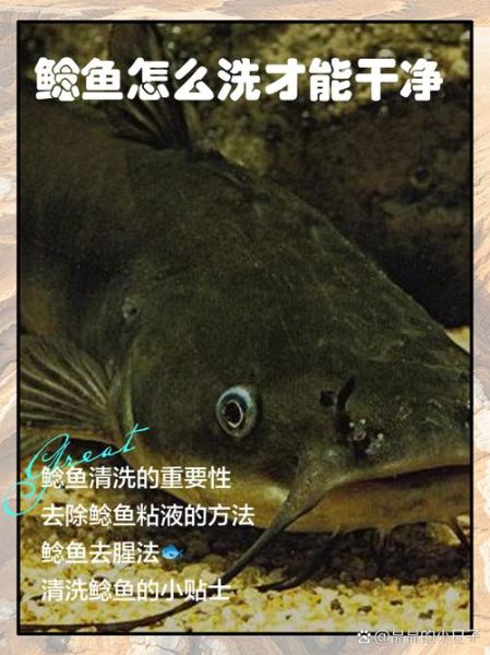 鲶鱼粘液需要处理吗_鲶鱼粘液怎么处理干净-第2张图片-山城妙识 鲶鱼粘液需要处理吗_鲶鱼粘液怎么处理干净-第2张图片-山城妙识