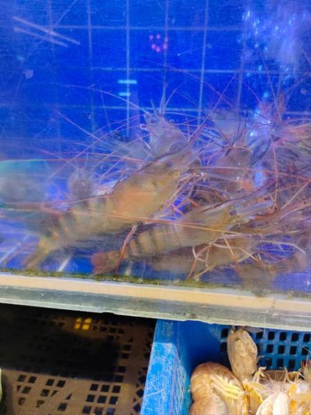 罗氏沼虾图片_如何分辨公母-第2张图片-山城妙识 罗氏沼虾图片_如何分辨公母-第2张图片-山城妙识