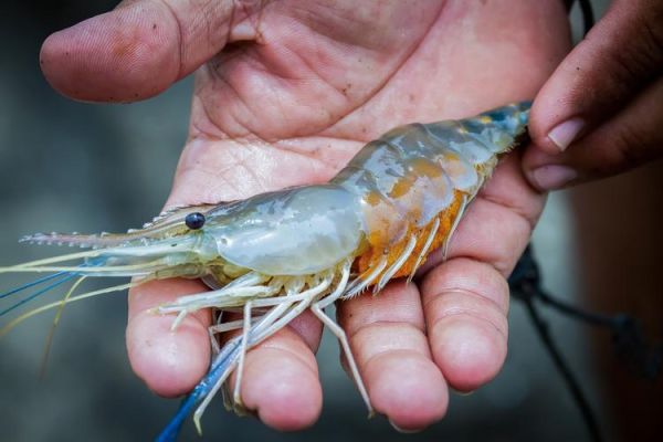 罗氏沼虾图片_如何分辨公母-第1张图片-山城妙识 罗氏沼虾图片_如何分辨公母-第1张图片-山城妙识