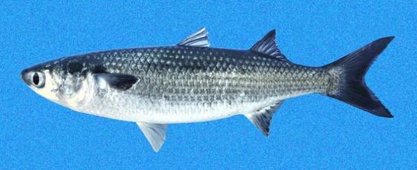 鲻鱼是什么鱼_鲻鱼好吃吗-第2张图片-山城妙识 鲻鱼是什么鱼_鲻鱼好吃吗-第2张图片-山城妙识