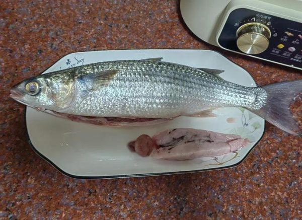 鲻鱼是什么鱼_鲻鱼好吃吗-第3张图片-山城妙识 鲻鱼是什么鱼_鲻鱼好吃吗-第3张图片-山城妙识