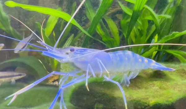 罗氏沼虾图片_如何分辨公母-第3张图片-山城妙识 罗氏沼虾图片_如何分辨公母-第3张图片-山城妙识