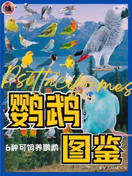 鹦鹉种类有哪些_新手适合养什么鹦鹉-第2张图片-山城妙识 鹦鹉种类有哪些_新手适合养什么鹦鹉-第2张图片-山城妙识