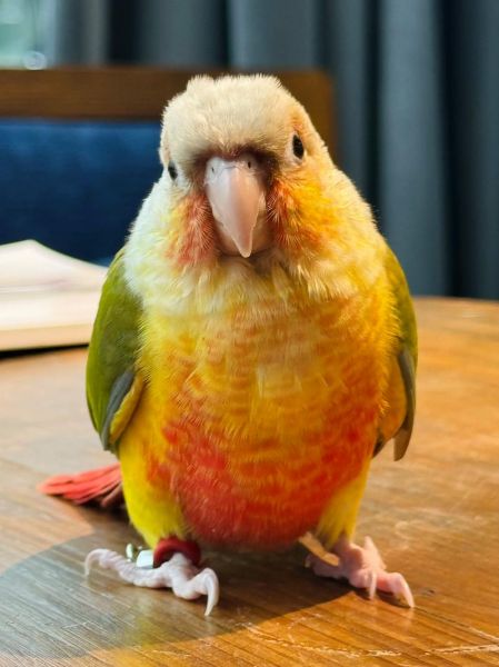 鹦鹉种类有哪些_新手适合养什么鹦鹉-第3张图片-山城妙识 鹦鹉种类有哪些_新手适合养什么鹦鹉-第3张图片-山城妙识