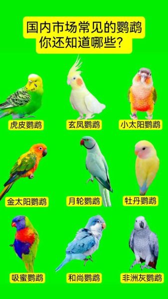 鹦鹉种类有哪些_新手适合养什么鹦鹉-第1张图片-山城妙识 鹦鹉种类有哪些_新手适合养什么鹦鹉-第1张图片-山城妙识