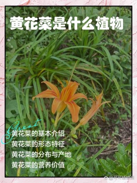 鲜黄花菜含什么毒素_中毒症状有哪些-第2张图片-山城妙识 鲜黄花菜含什么毒素_中毒症状有哪些-第2张图片-山城妙识
