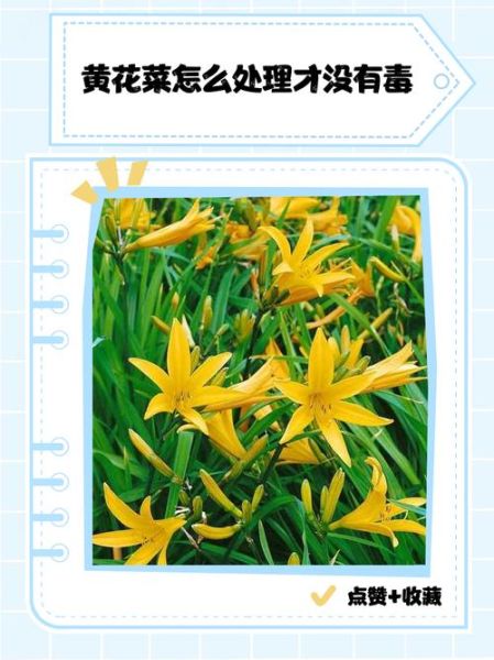 鲜黄花菜含什么毒素_中毒症状有哪些-第1张图片-山城妙识 鲜黄花菜含什么毒素_中毒症状有哪些-第1张图片-山城妙识