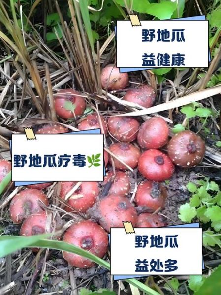 野地瓜怎么吃_野地瓜的正确吃法-第1张图片-山城妙识 野地瓜怎么吃_野地瓜的正确吃法-第1张图片-山城妙识