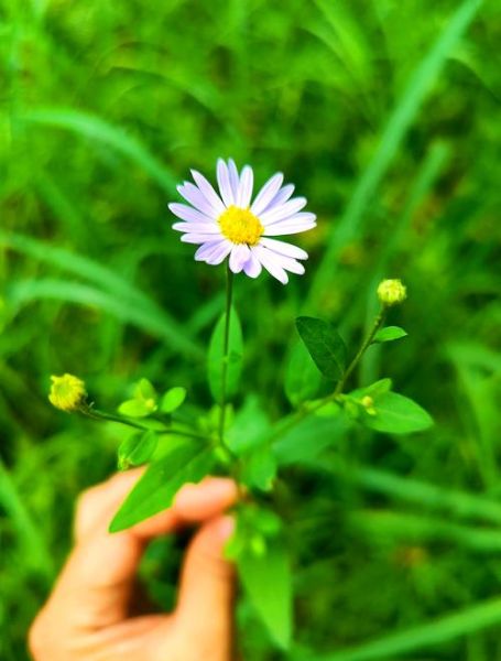 马兰头别名有哪些_马兰头别名叫什么-第2张图片-山城妙识 马兰头别名有哪些_马兰头别名叫什么-第2张图片-山城妙识