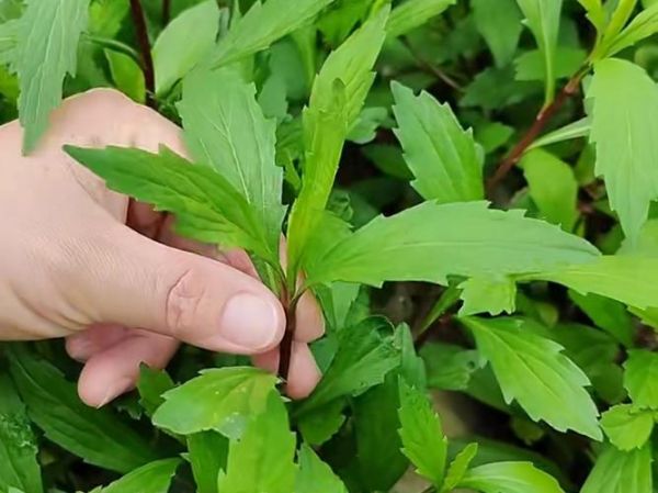 马兰头别名有哪些_马兰头别名叫什么-第3张图片-山城妙识 马兰头别名有哪些_马兰头别名叫什么-第3张图片-山城妙识