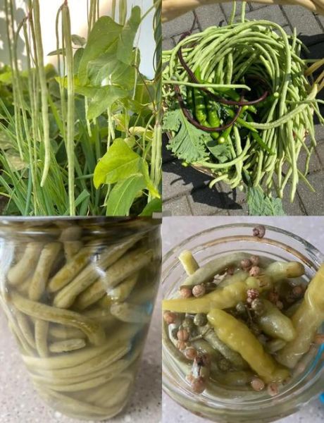 腌豇豆角怎么做_腌豇豆角需要几天-第1张图片-山城妙识 腌豇豆角怎么做_腌豇豆角需要几天-第1张图片-山城妙识