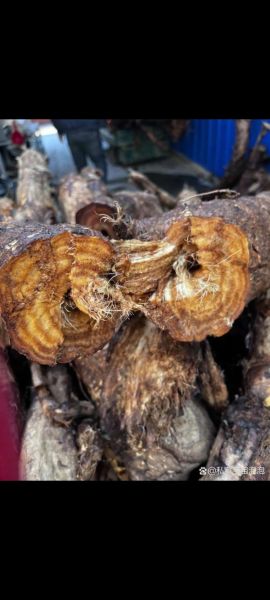 葛根价格多少一斤_葛根多少钱一斤2024最新行情-第2张图片-山城妙识 葛根价格多少一斤_葛根多少钱一斤2024最新行情-第2张图片-山城妙识