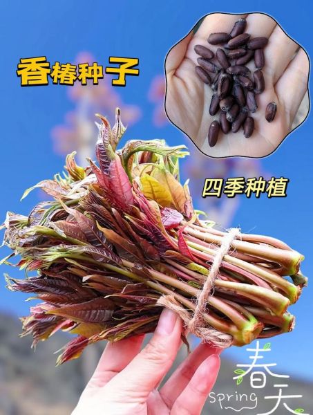 香椿种子什么时候采摘最好_香椿种子采摘时间-第2张图片-山城妙识 香椿种子什么时候采摘最好_香椿种子采摘时间-第2张图片-山城妙识