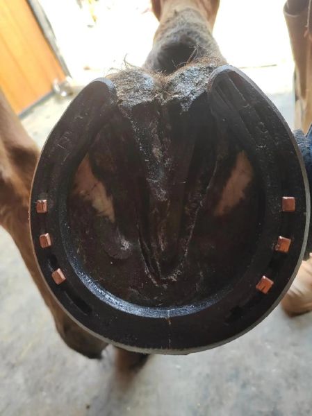 马蹄铁是什么时候发明的_马蹄铁发明时间-第1张图片-山城妙识 马蹄铁是什么时候发明的_马蹄铁发明时间-第1张图片-山城妙识