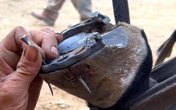 马蹄铁是什么时候发明的_马蹄铁发明时间-第3张图片-山城妙识 马蹄铁是什么时候发明的_马蹄铁发明时间-第3张图片-山城妙识