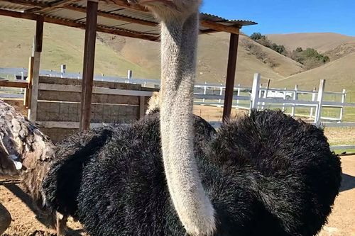 鸵鸟养殖基地怎么选_鸵鸟苗多少钱一只-第2张图片-山城妙识 鸵鸟养殖基地怎么选_鸵鸟苗多少钱一只-第2张图片-山城妙识